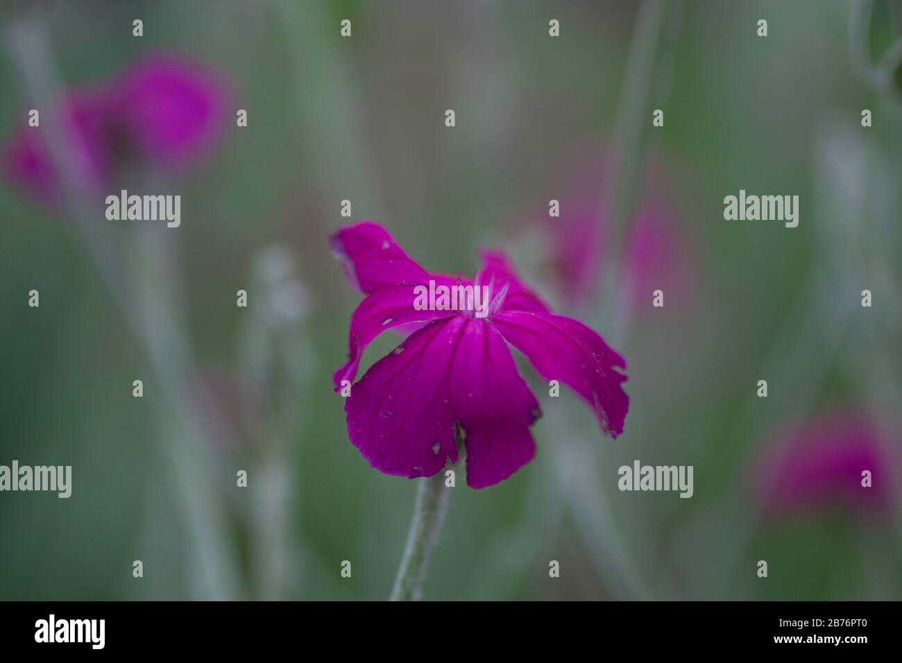 Rose Campion (lychnis coronaria Stock Photo - Alamy