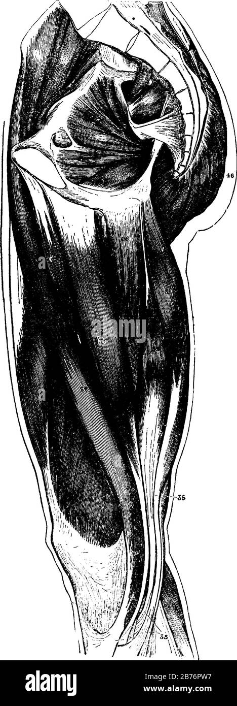 This illustration represents Muscles of the Thigh, vintage line drawing ...