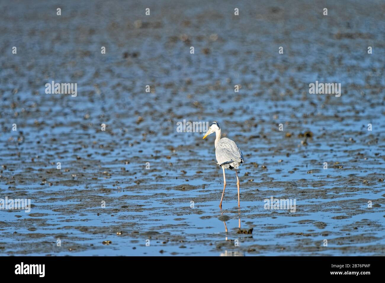 Mudflat fish species hi-res stock photography and images - Alamy