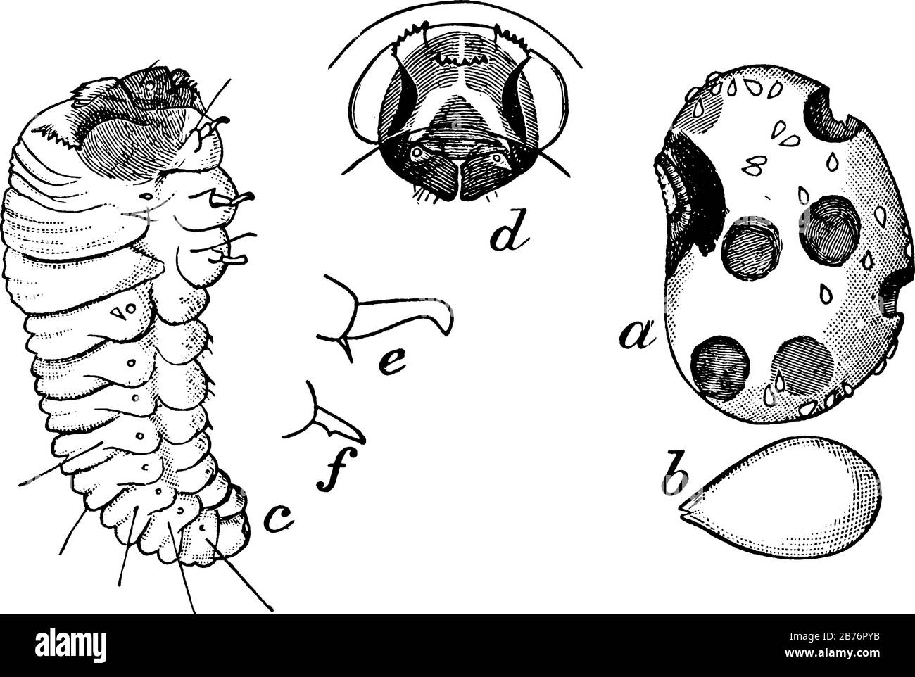 Weevil eggs Stock Vector Images - Alamy
