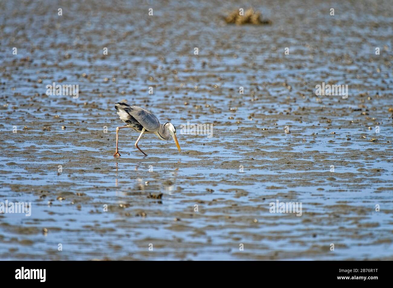 Mudflat fish species hi-res stock photography and images - Alamy