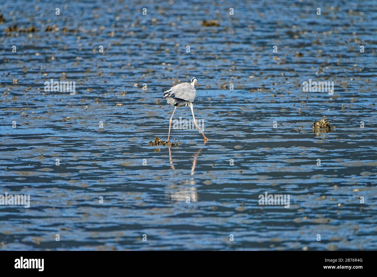 Mudflat fish species hi-res stock photography and images - Alamy