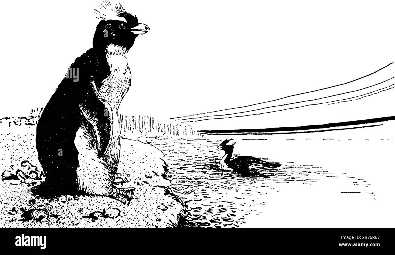 A bird near water and another bird in the water, vintage line drawing ...