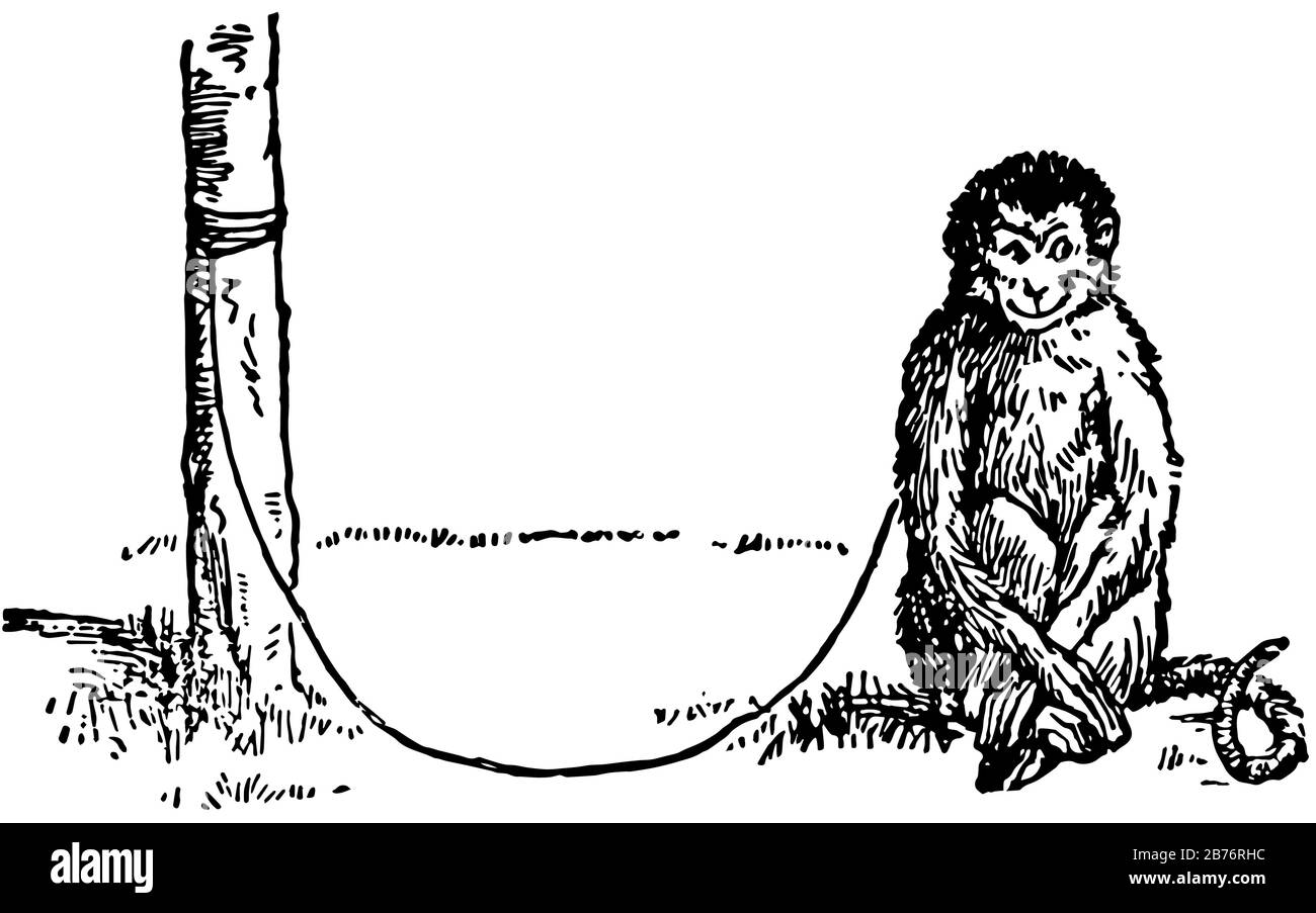 The monkey tied to wooden rod with rope, vintage line drawing or ...