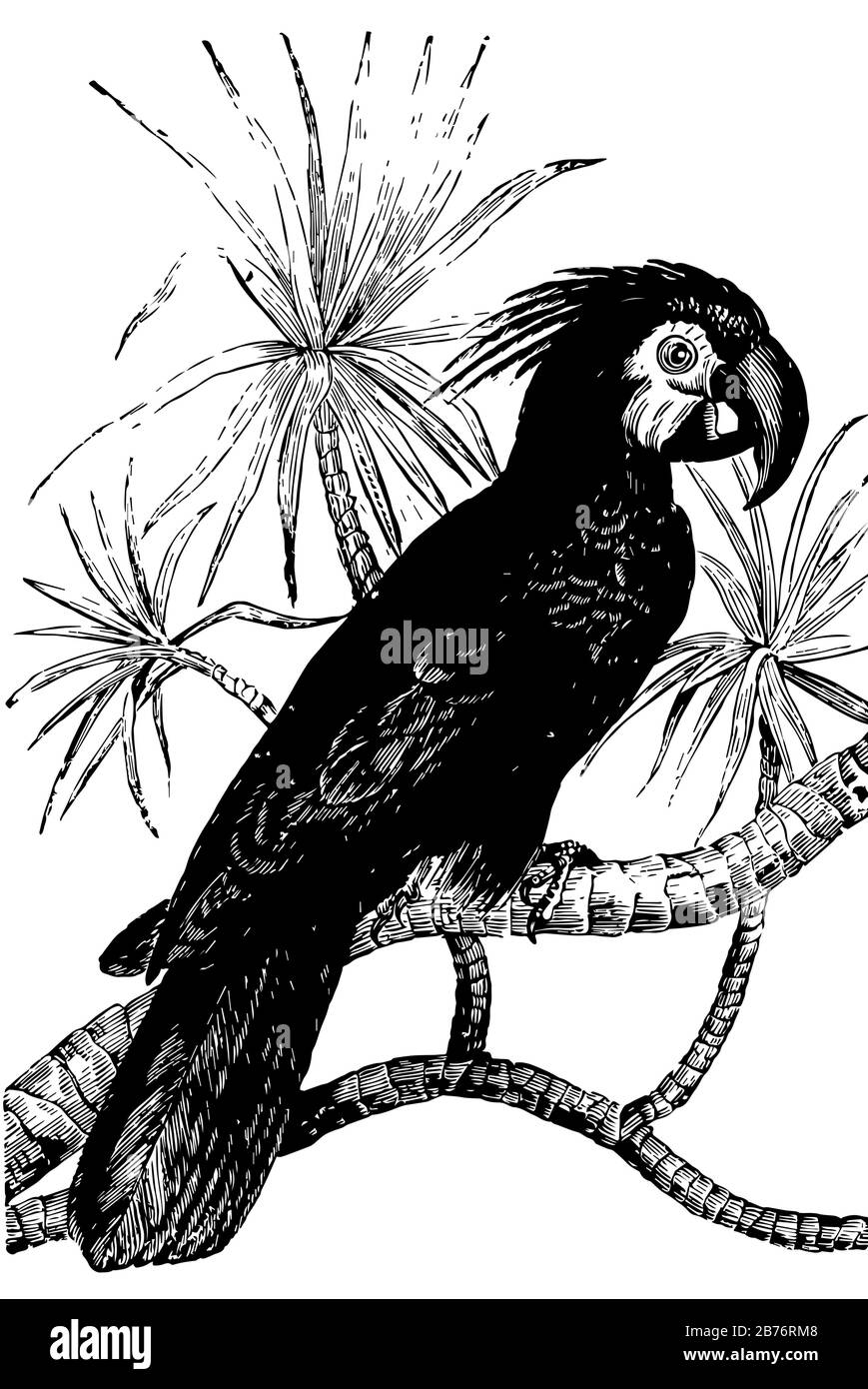 Black Cockatoo Line Drawing at Gail Odom blog