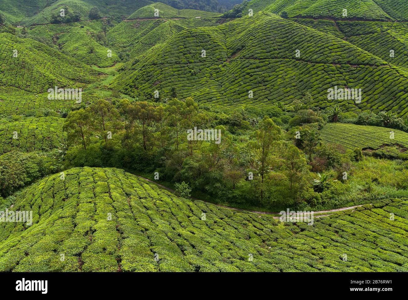 Boh Tea Plantation view from high place, scenery of landscape at ...
