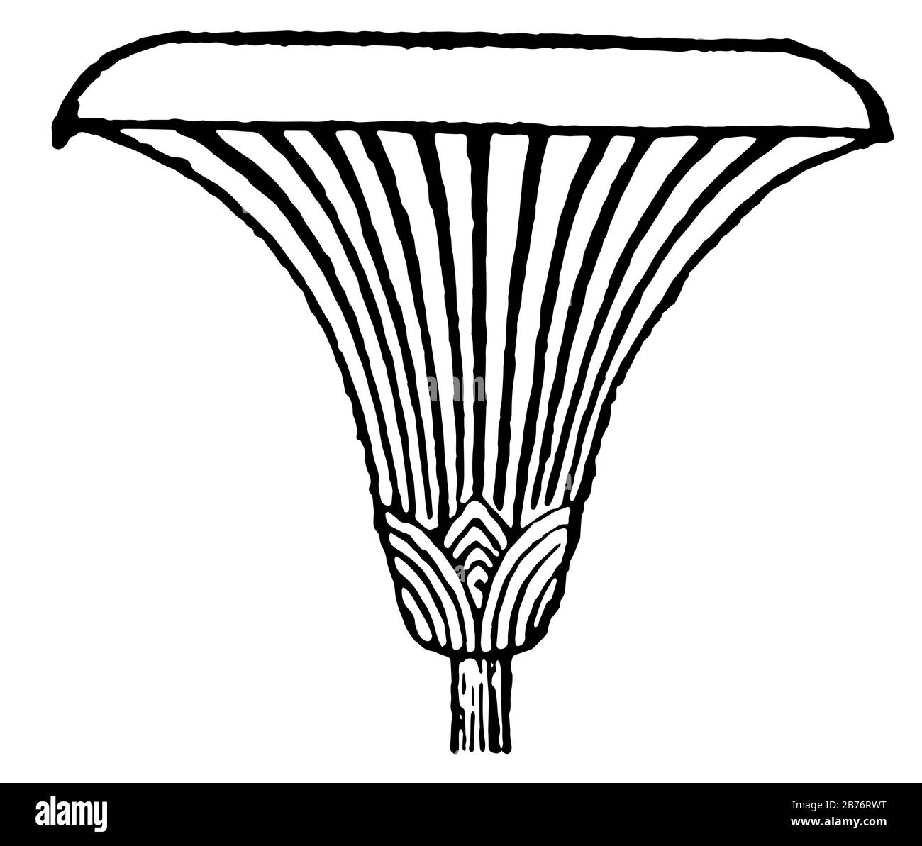 Conventional Papyrus is a stylized pattern, vintage line drawing or ...