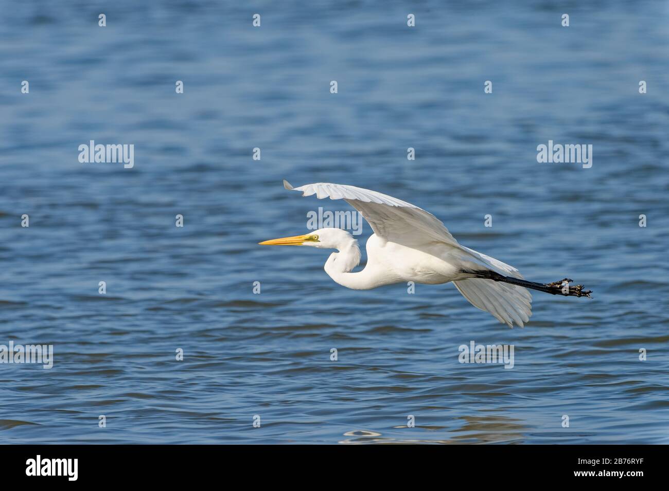 Eastern great egret flying hi-res stock photography and images - Alamy