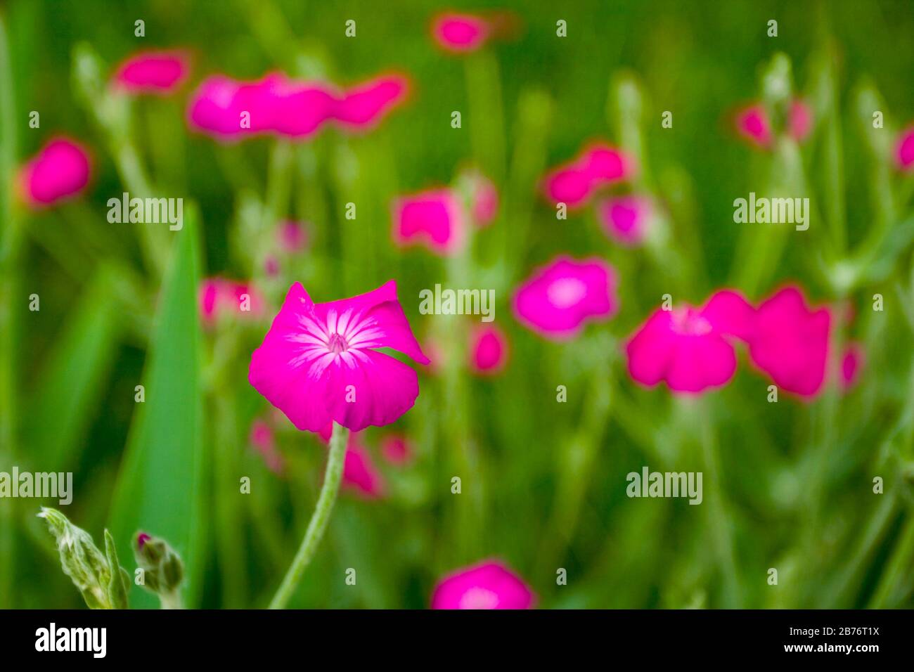 Rose Campion (lychnis coronaria) Flower Stock Photo - Alamy