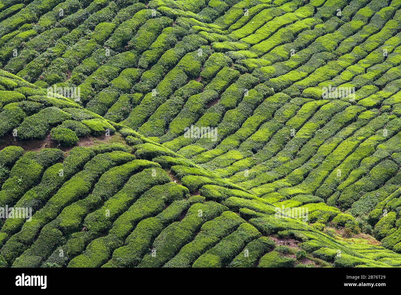 Boh Tea Plantation view from high place, scenery of landscape at ...