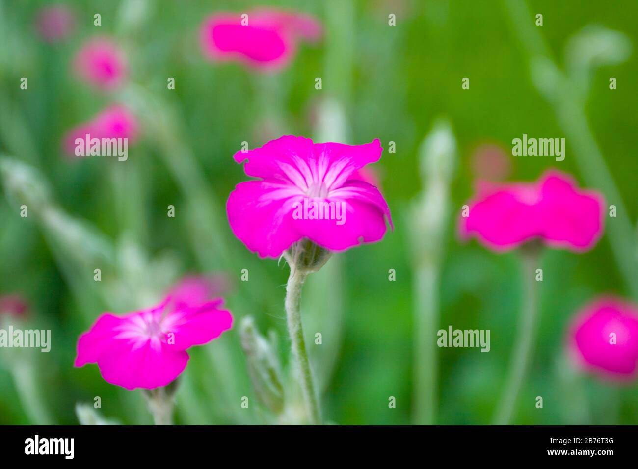 Rose Campion (lychnis coronaria) Flower Stock Photo - Alamy