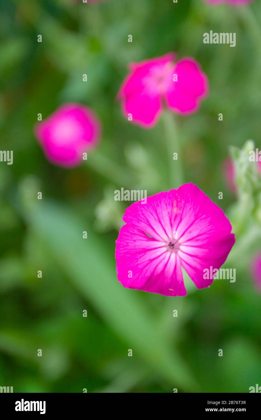 Rose Campion (lychnis coronaria) Flower Stock Photo - Alamy