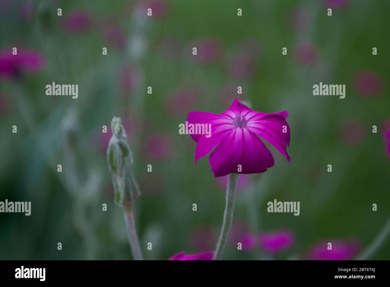 Rose Campion (lychnis coronaria) Flower Stock Photo - Alamy