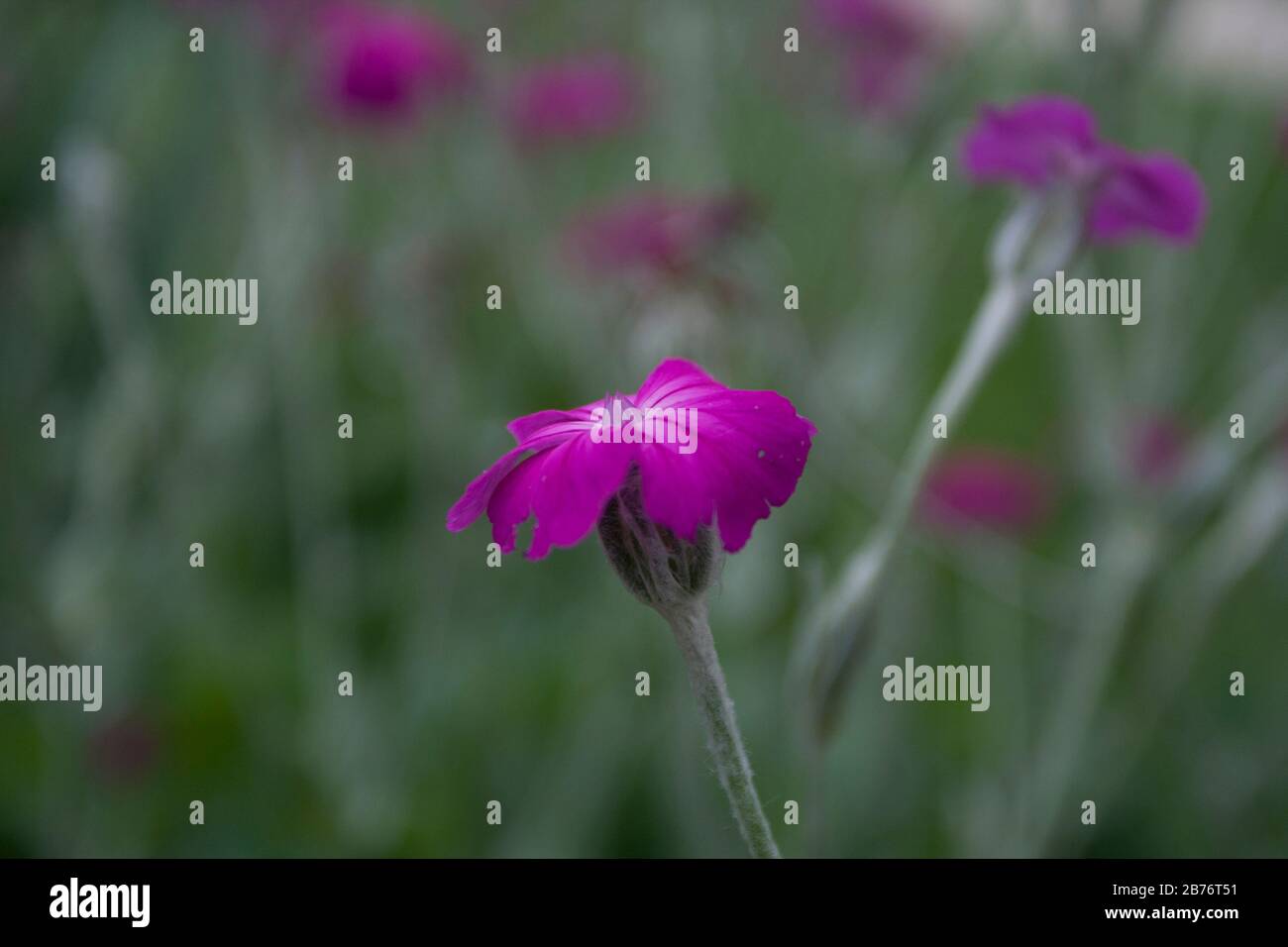 Campion flowers blooming lychnis coronaria hi-res stock photography and ...