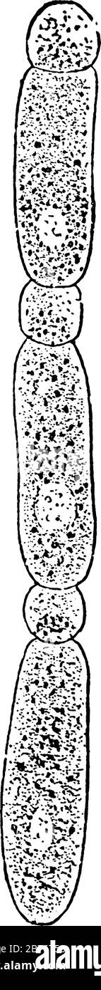 The gregarines are a group of Apicomplexan alveolates, classified as ...