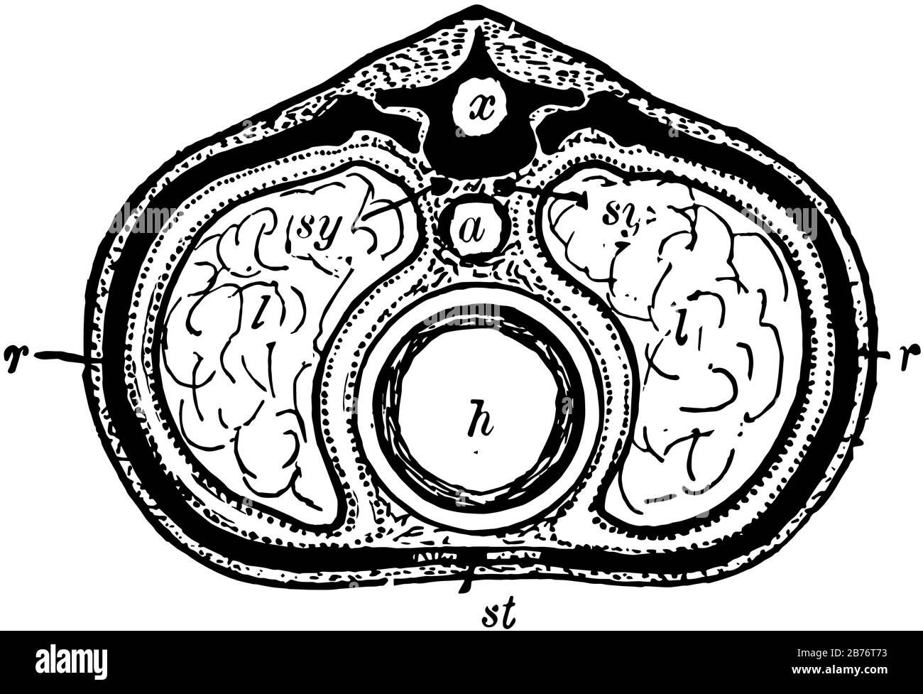 A Diagrammatic section across the body in the chest region, vintage ...