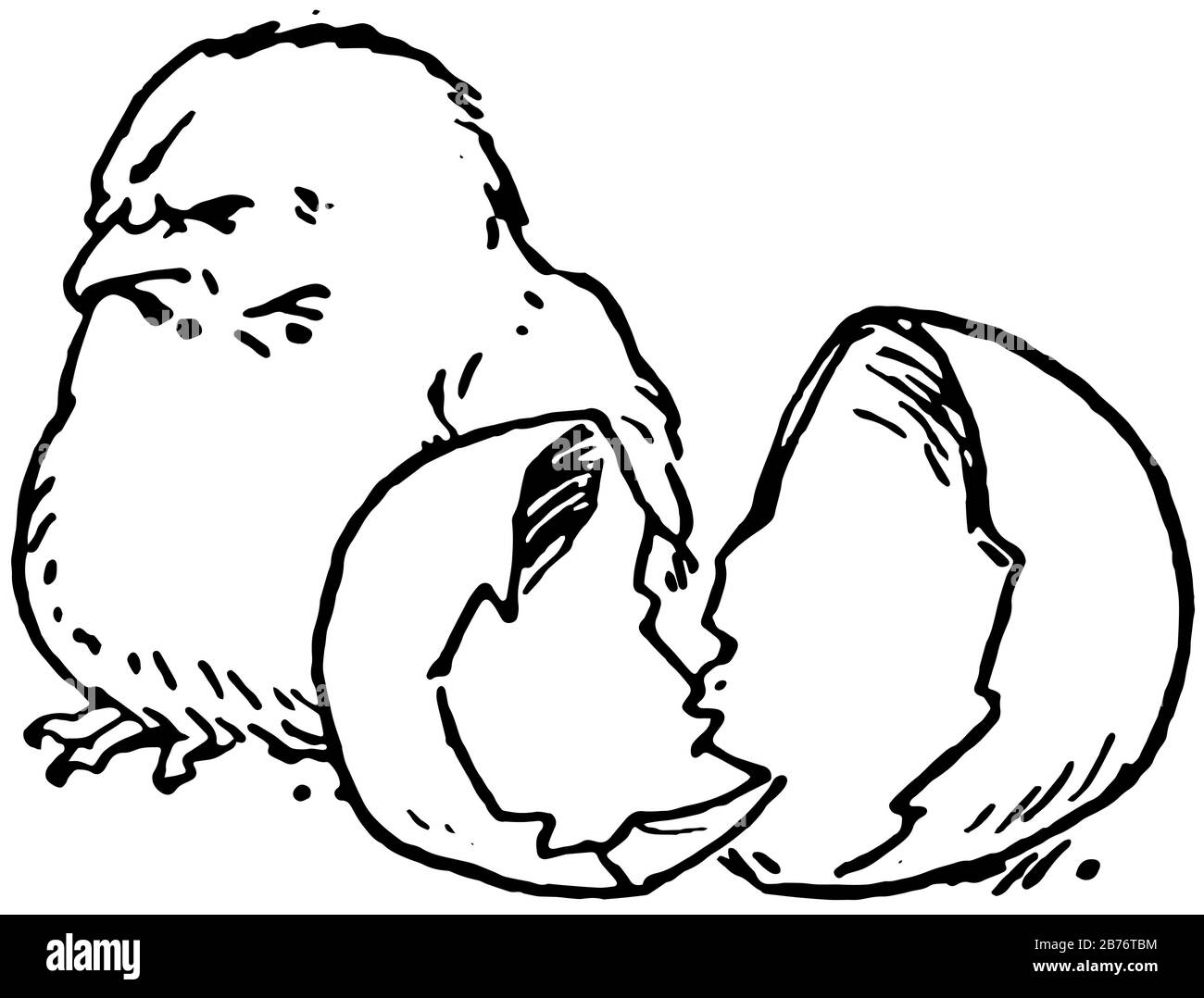 Newly Hatched Chick with broken eggshell nearby, vintage line drawing ...