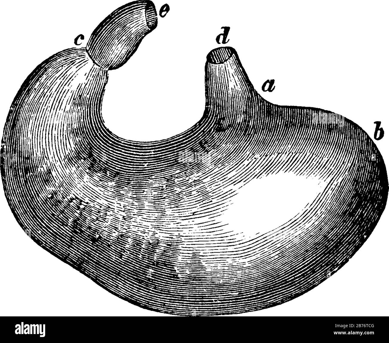 The stomach including the gullet, position of the cardiac aperture, the ...