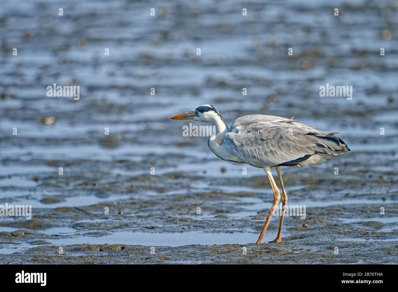 Mudflat fish species hi-res stock photography and images - Alamy