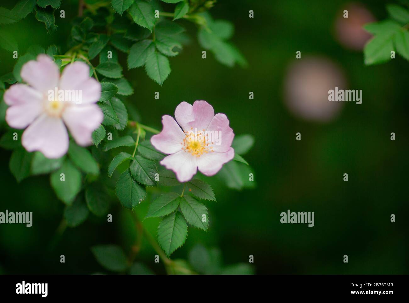 Swamp Rose, Rosa palustris. Swamp Rose, Rosa Palustris. Closeup macro ...