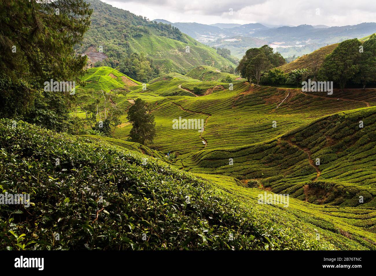 Tea Plantation view from high place, scenery of landscape at Cameron ...