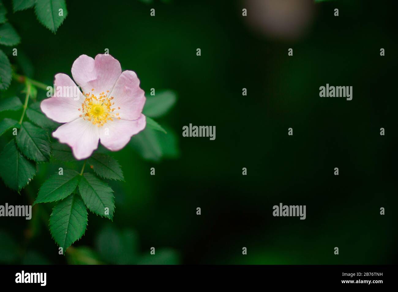 Swamp rose hi-res stock photography and images - Alamy