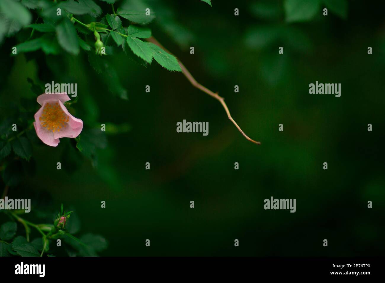 Swamp rose hi-res stock photography and images - Alamy