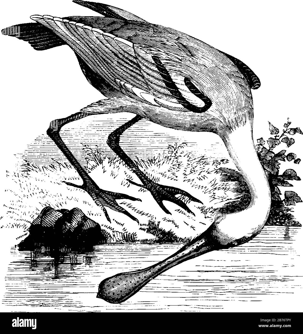 This illustration represents Roseate Spoonbill, vintage line drawing or ...