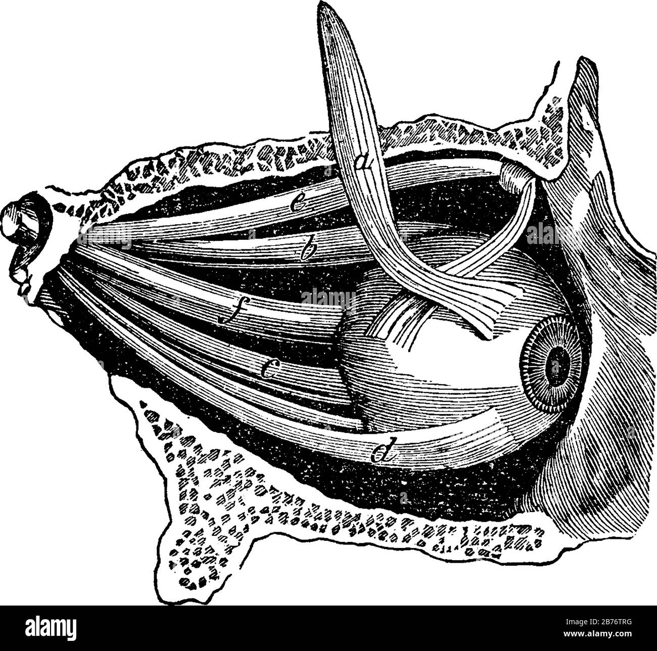 Straight b Cut Out Stock Images & Pictures - Alamy