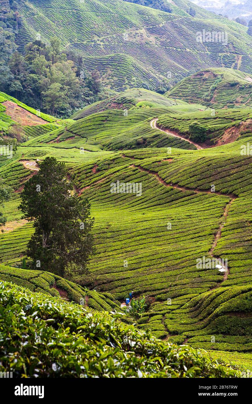 Tea Plantation view from high place, scenery of landscape at Cameron ...