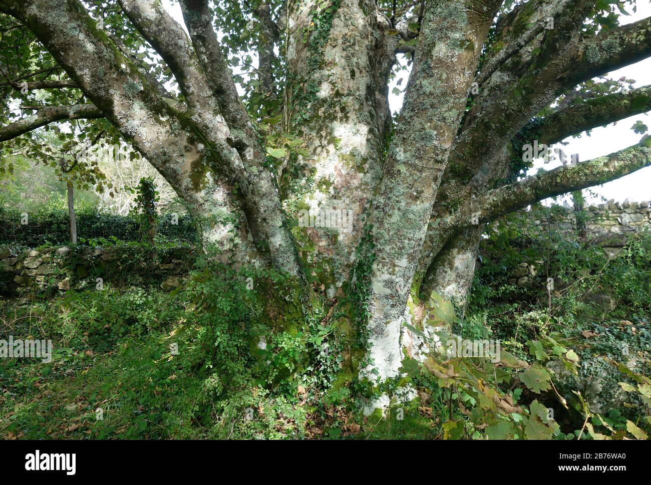 Large mossy tree branches hi-res stock photography and images - Alamy