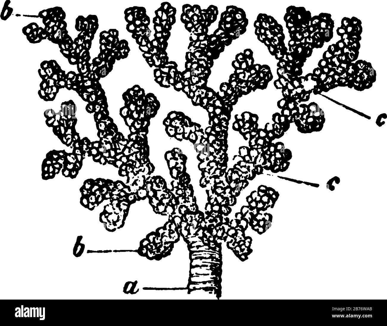 Sacculated hi-res stock photography and images - Alamy