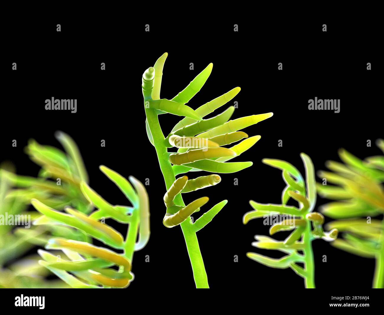 Fusarium mould, computer illustration Stock Photo - Alamy