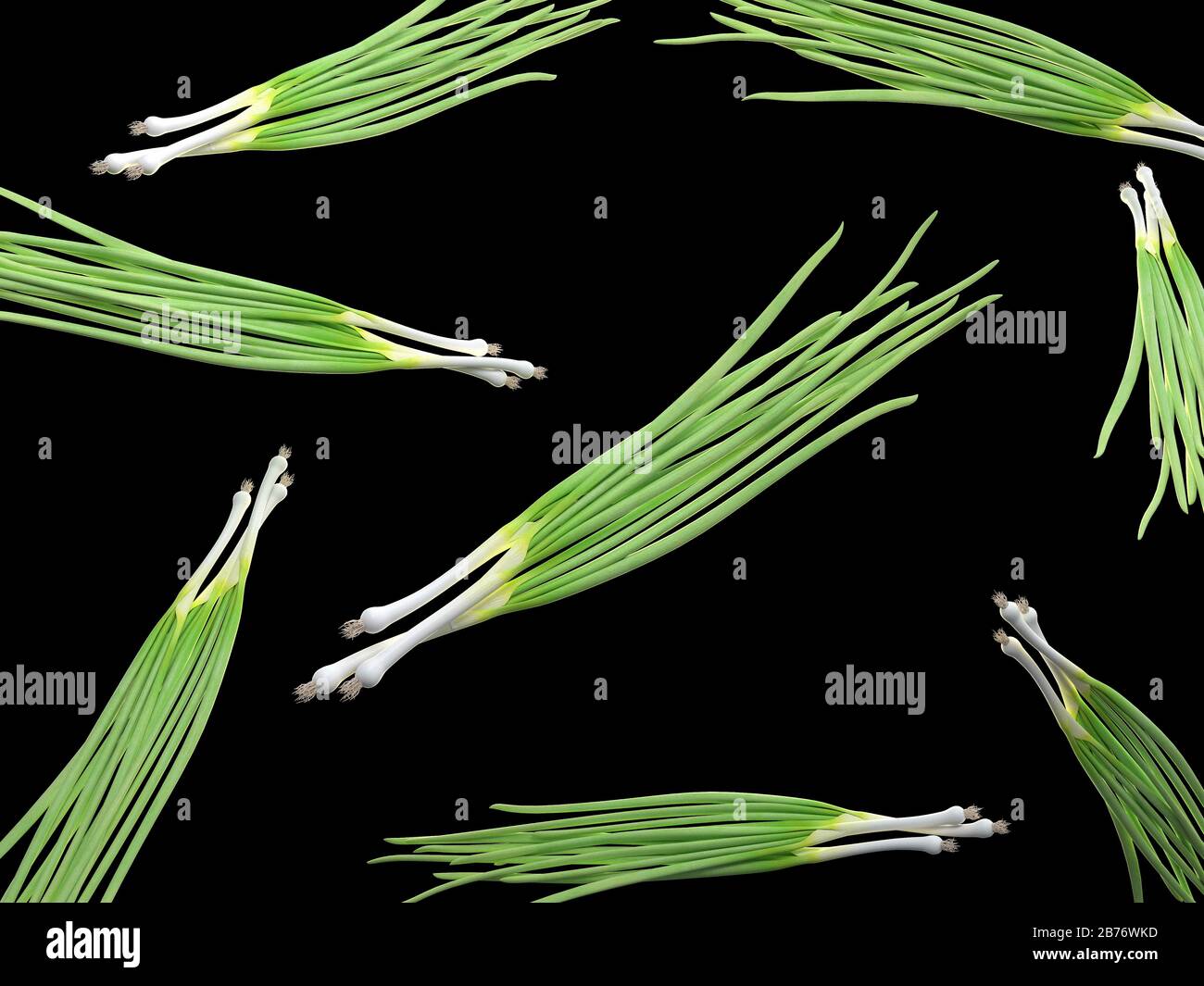 Leek, computer illustration Stock Photo - Alamy