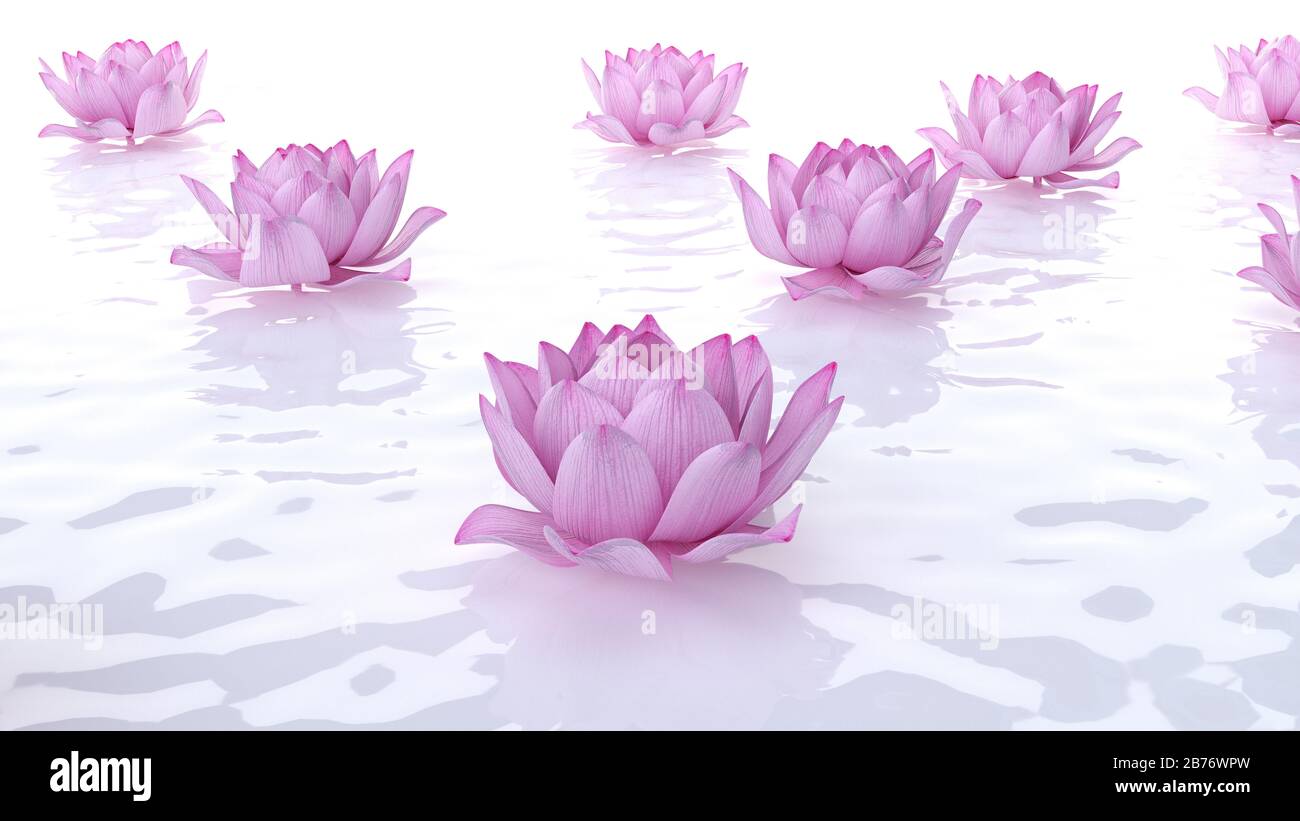 Lotus flowers, computer illustration Stock Photo - Alamy