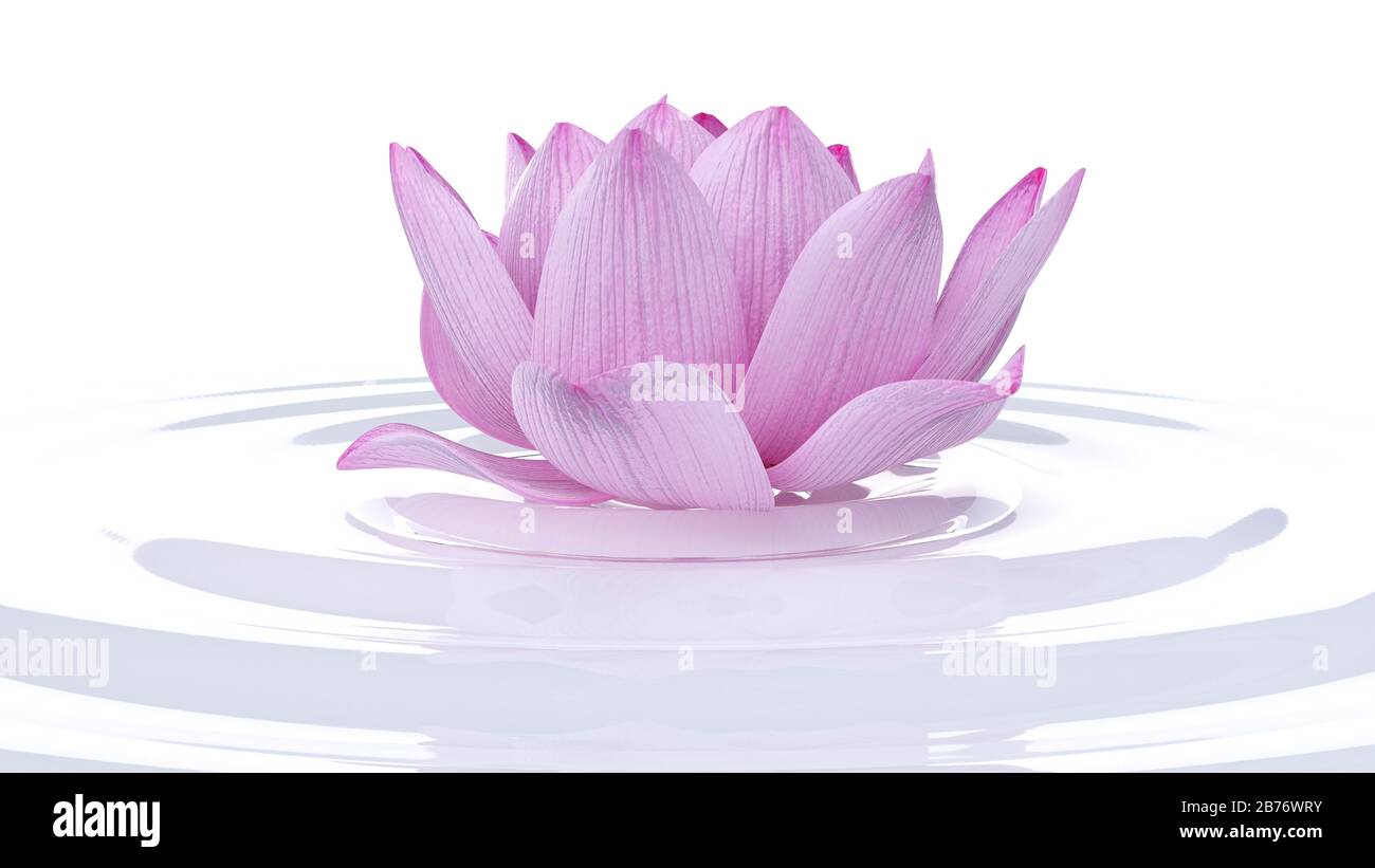 Lotus flower, computer illustration Stock Photo - Alamy