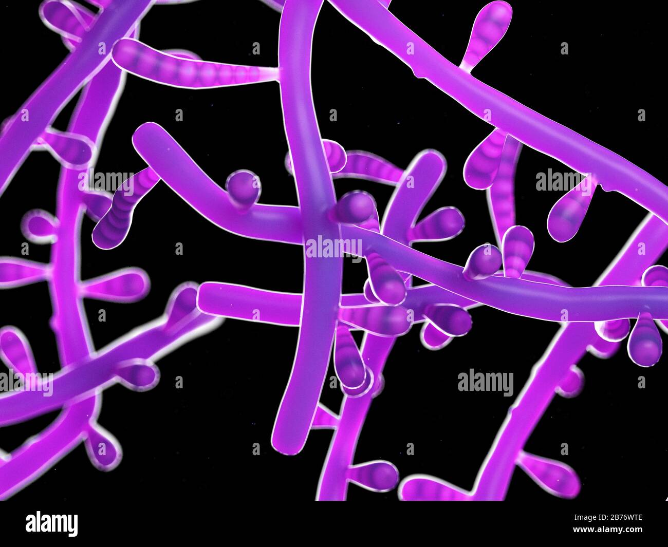 Microsporum fungus hi-res stock photography and images - Alamy