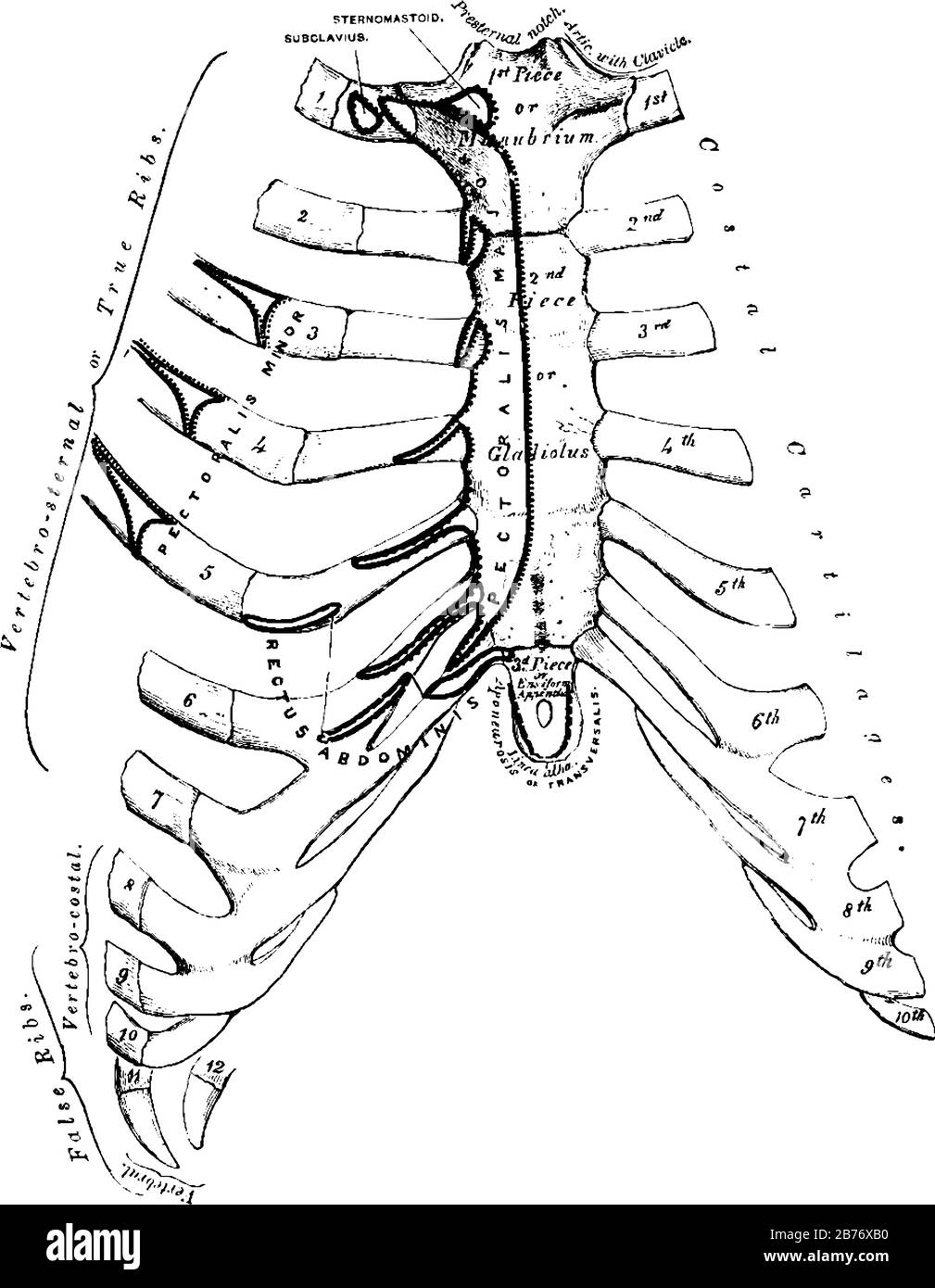 Sternum Diagram