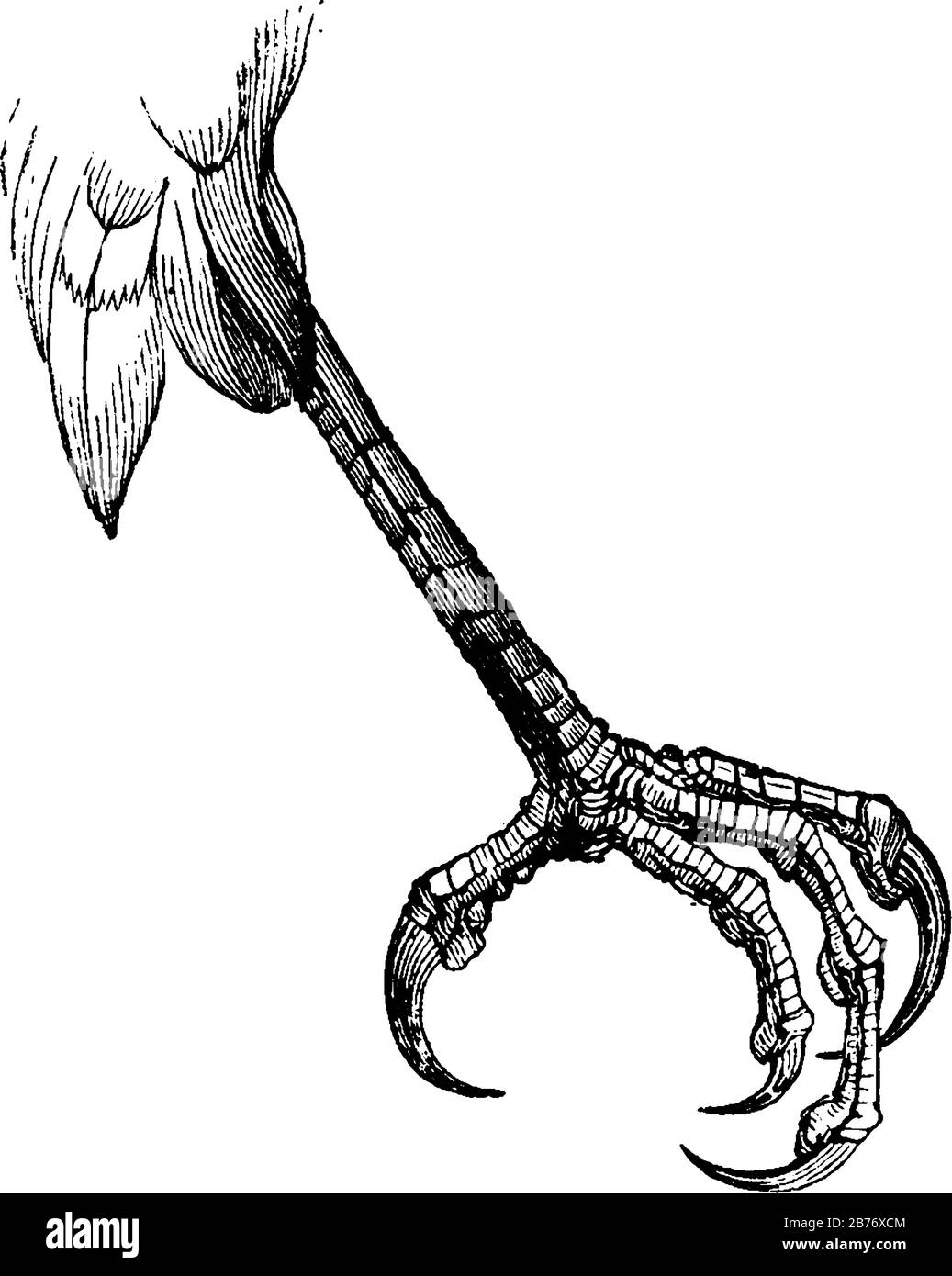 This image represents Foot of American Sparrowhawk, vintage line ...