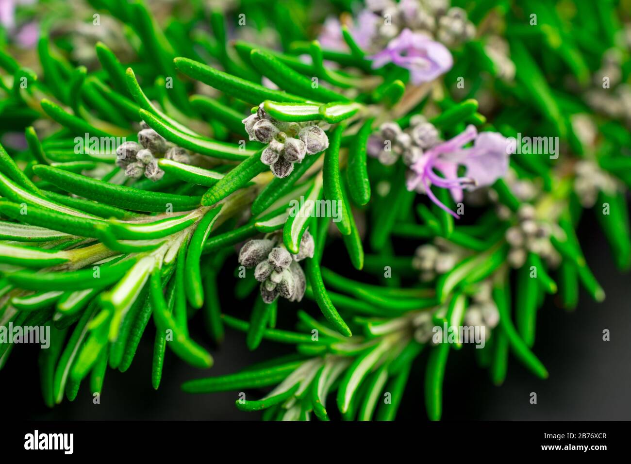 Rosemary sprig flowers hi-res stock photography and images - Alamy