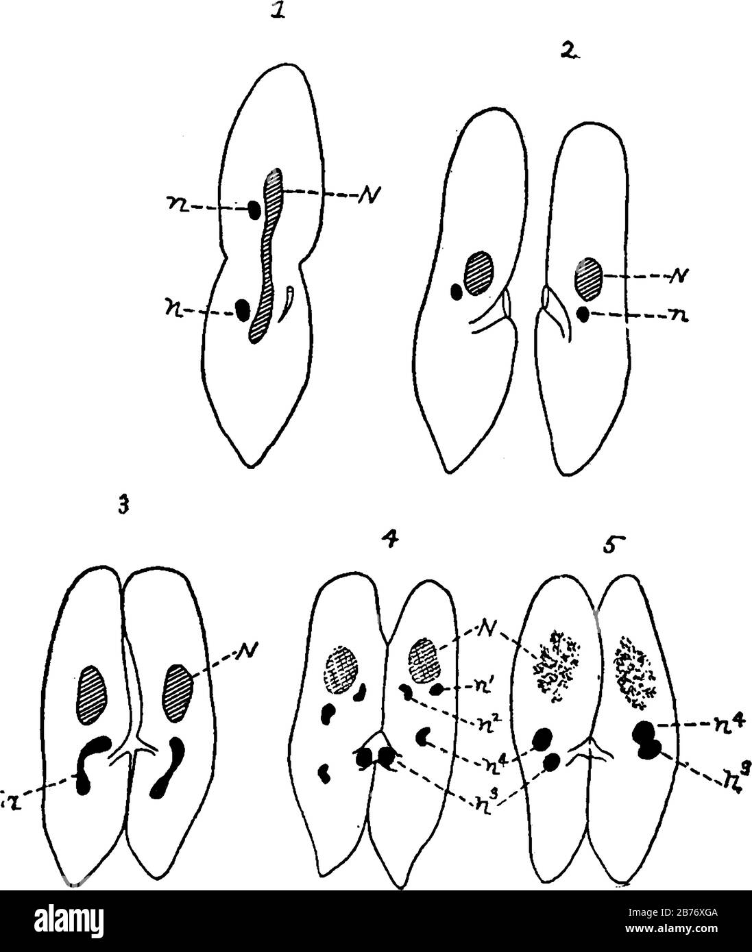 Paramecium Division Black and White Stock Photos & Images - Alamy