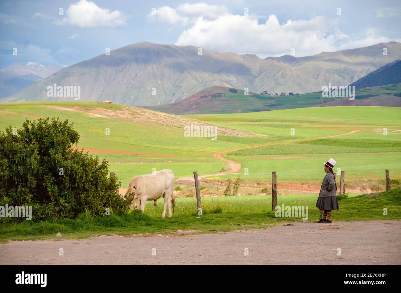 Peruvian woman cow hi-res stock photography and images - Alamy