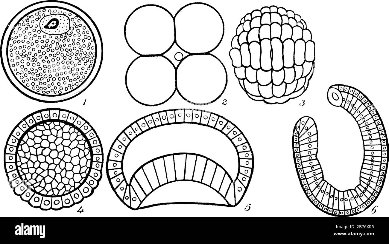 Blastula vector vectors Black and White Stock Photos & Images - Alamy