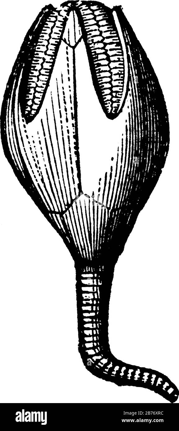 Pentremites pyriformis hi-res stock photography and images - Alamy