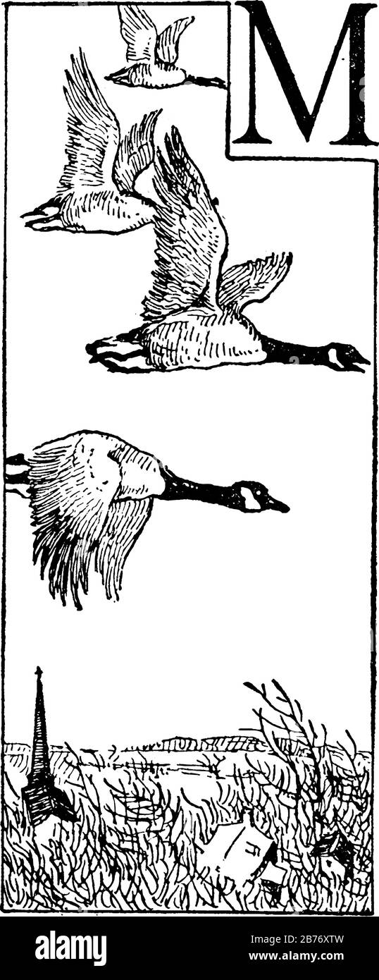 Geese birds flying bird Cut Out Stock Images & Pictures - Alamy