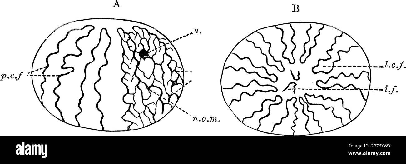 Diagrams of the nucleus showing the arrangement of chief chromatic ...