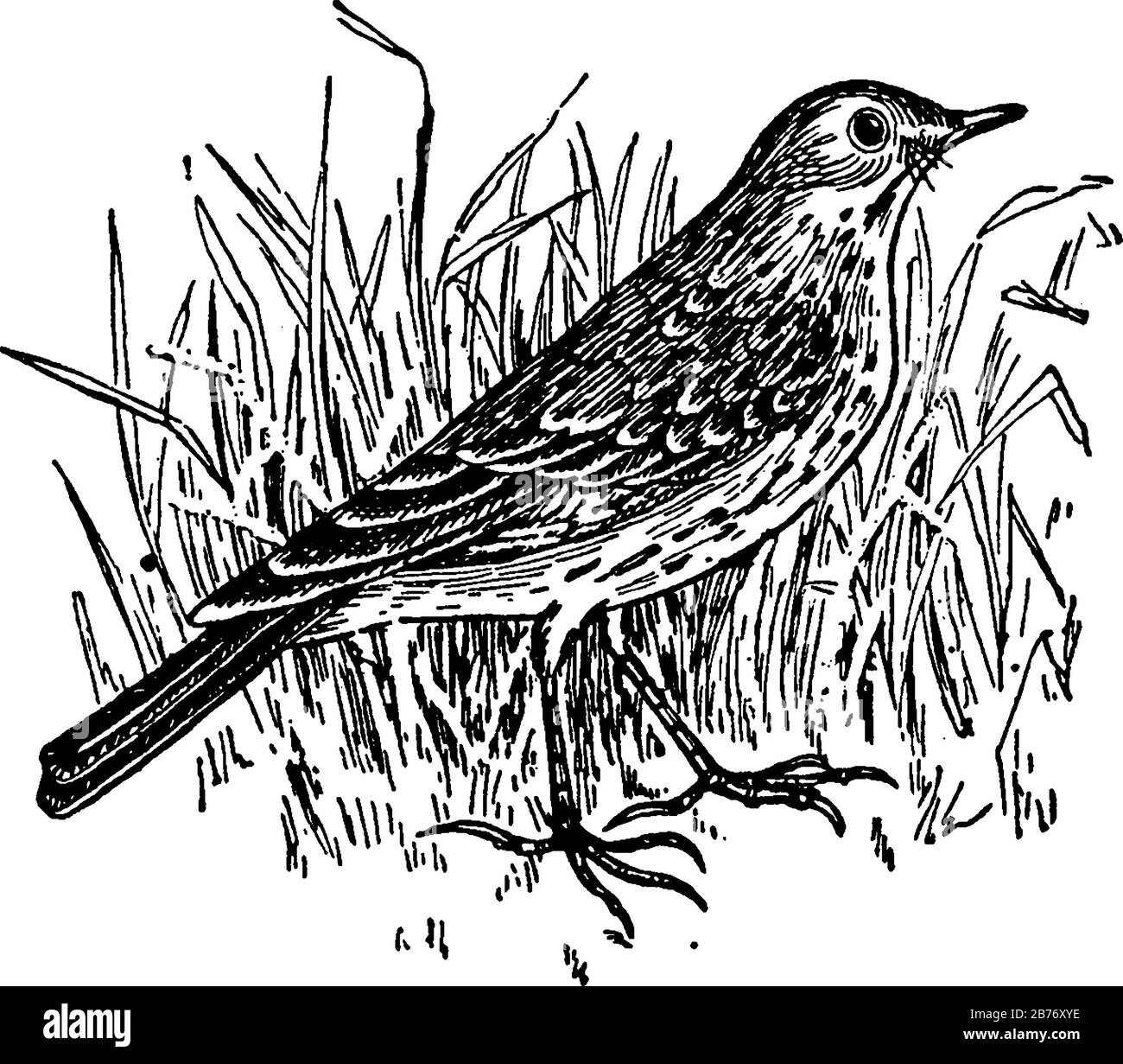 The pipit or titlark is a small American bird that often flicks its ...