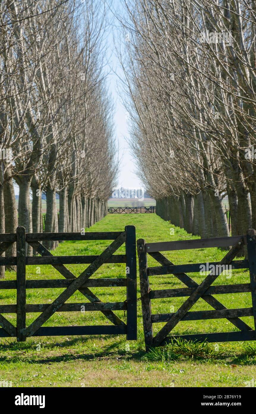 Wooden gate with grass road in the middle of a grove with no leaves ...