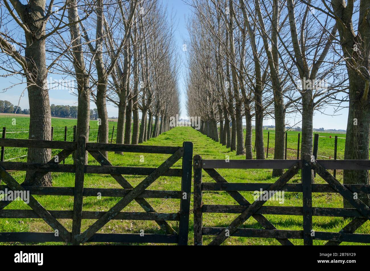 Wooden gate with grass road in the middle of a grove with no leaves ...