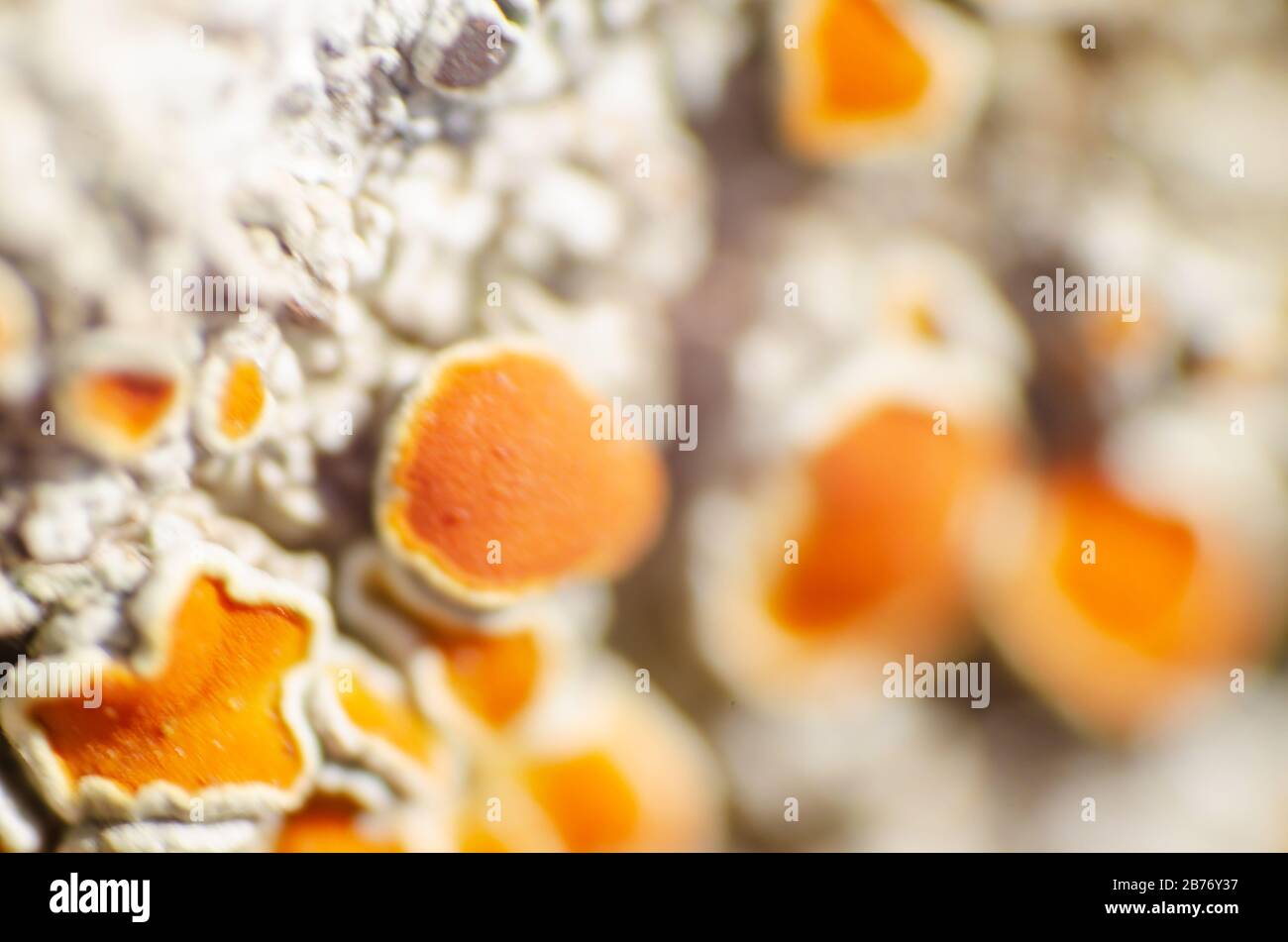 Macro of orange moss in the cortex of a tree Stock Photo - Alamy